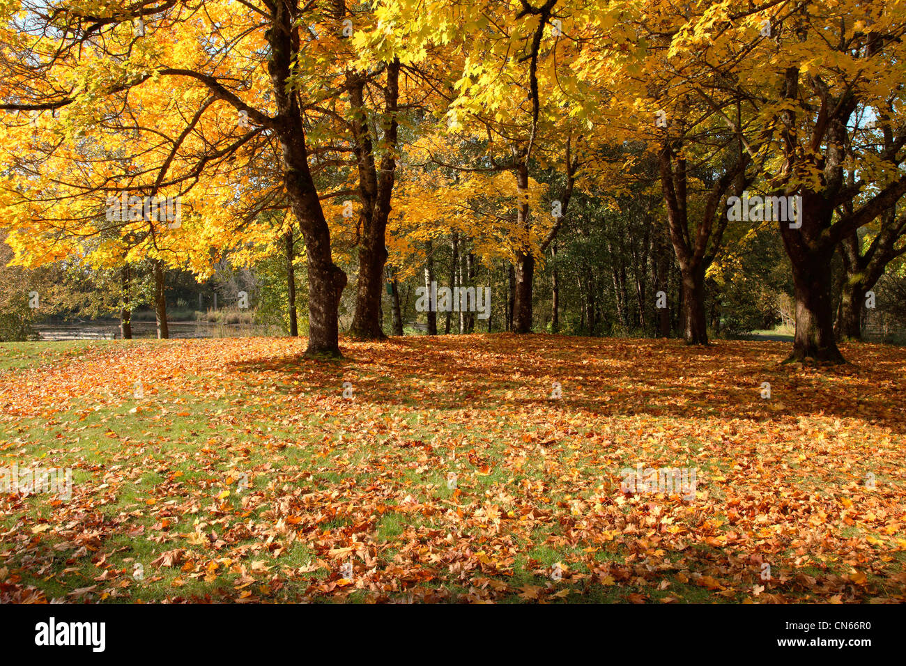 Season changing trees hi-res stock photography and images - Alamy
