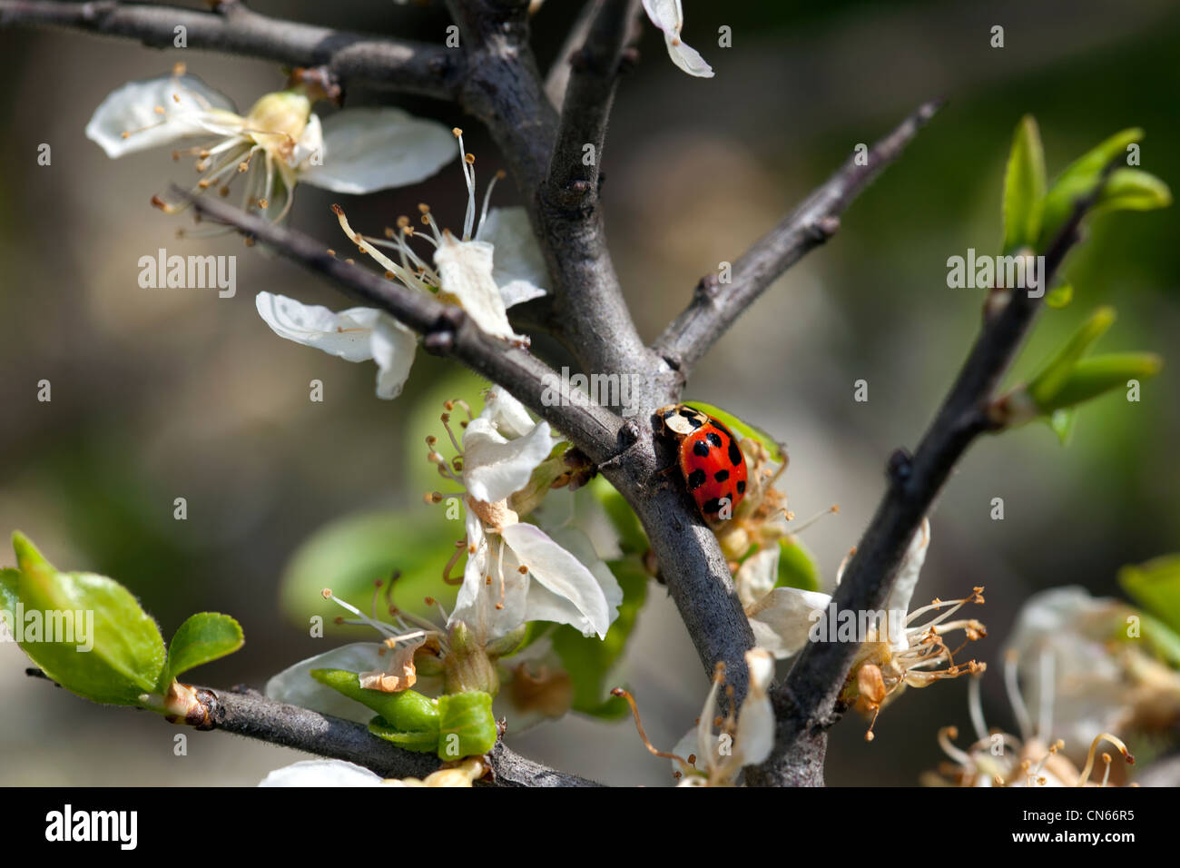 Ladybird (Ladybug) on a branch Stock Photo - Alamy