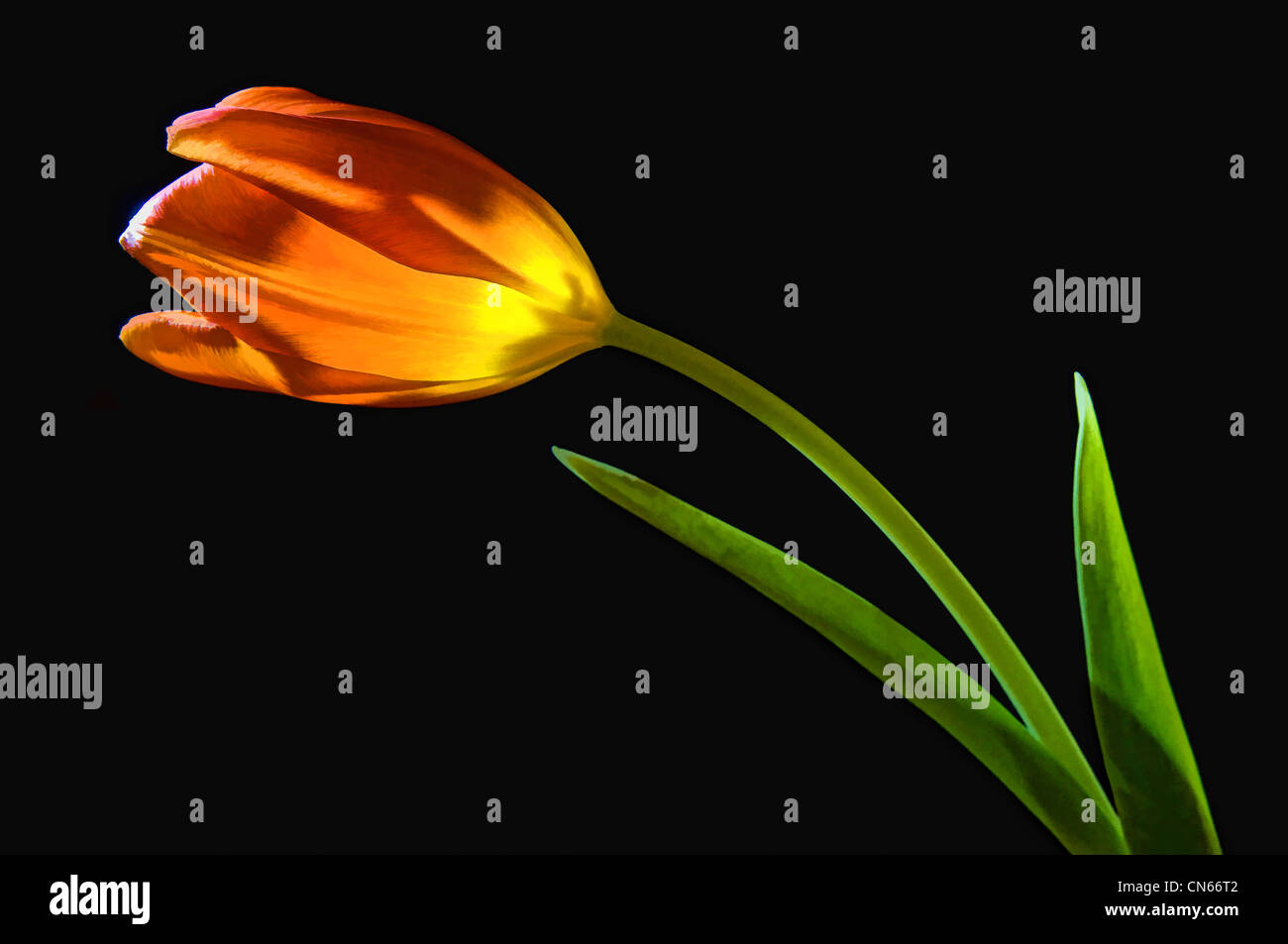 Back of tulip hi-res stock photography and images - Alamy