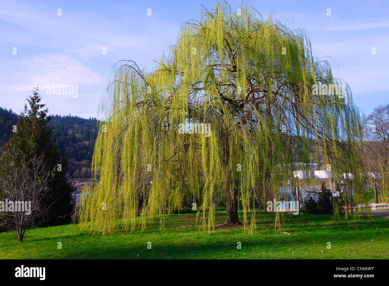 Weeping willow tree hi-res stock photography and images - Alamy