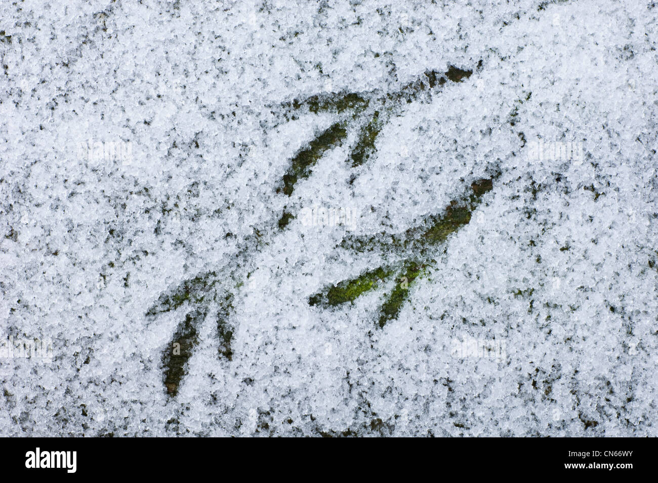Bird Tracks in Dusting of Snow Stock Photo - Alamy