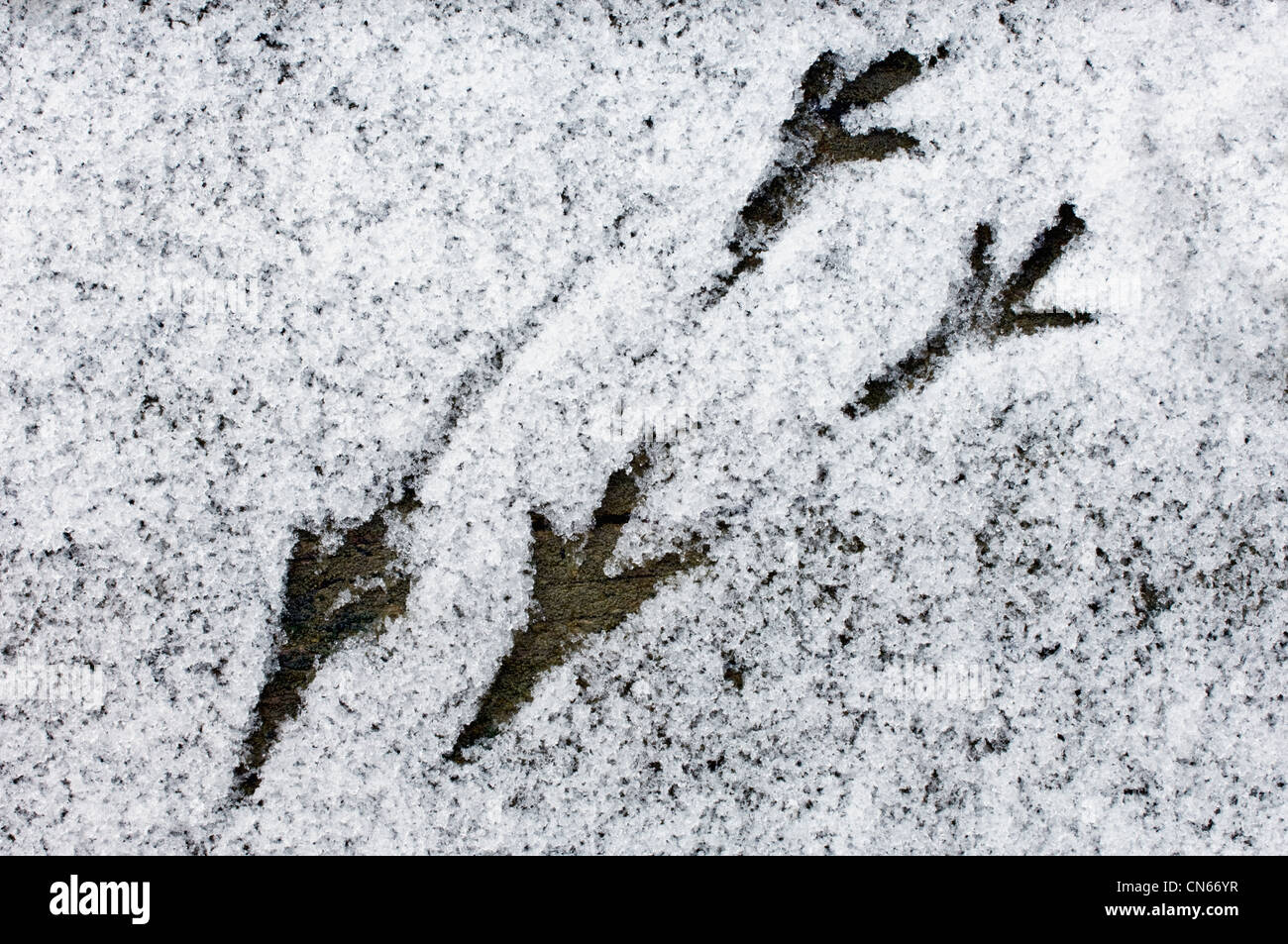Identify bird hi-res stock photography and images - Alamy