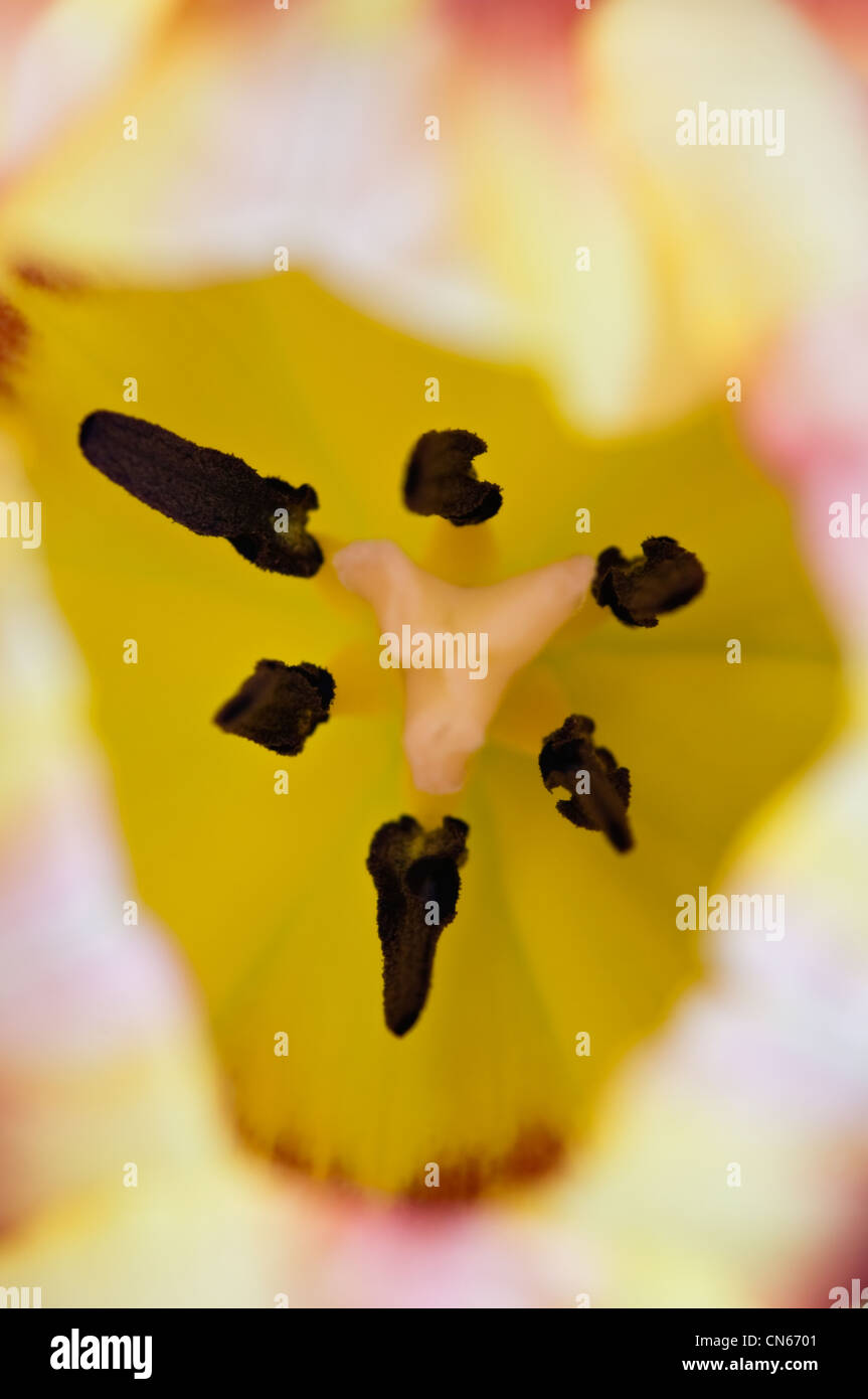 Close-up of Tulip Anther Stock Photo - Alamy