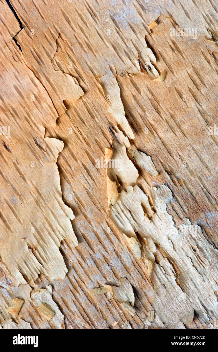 Betula papyrifera paper birch hi-res stock photography and images - Alamy