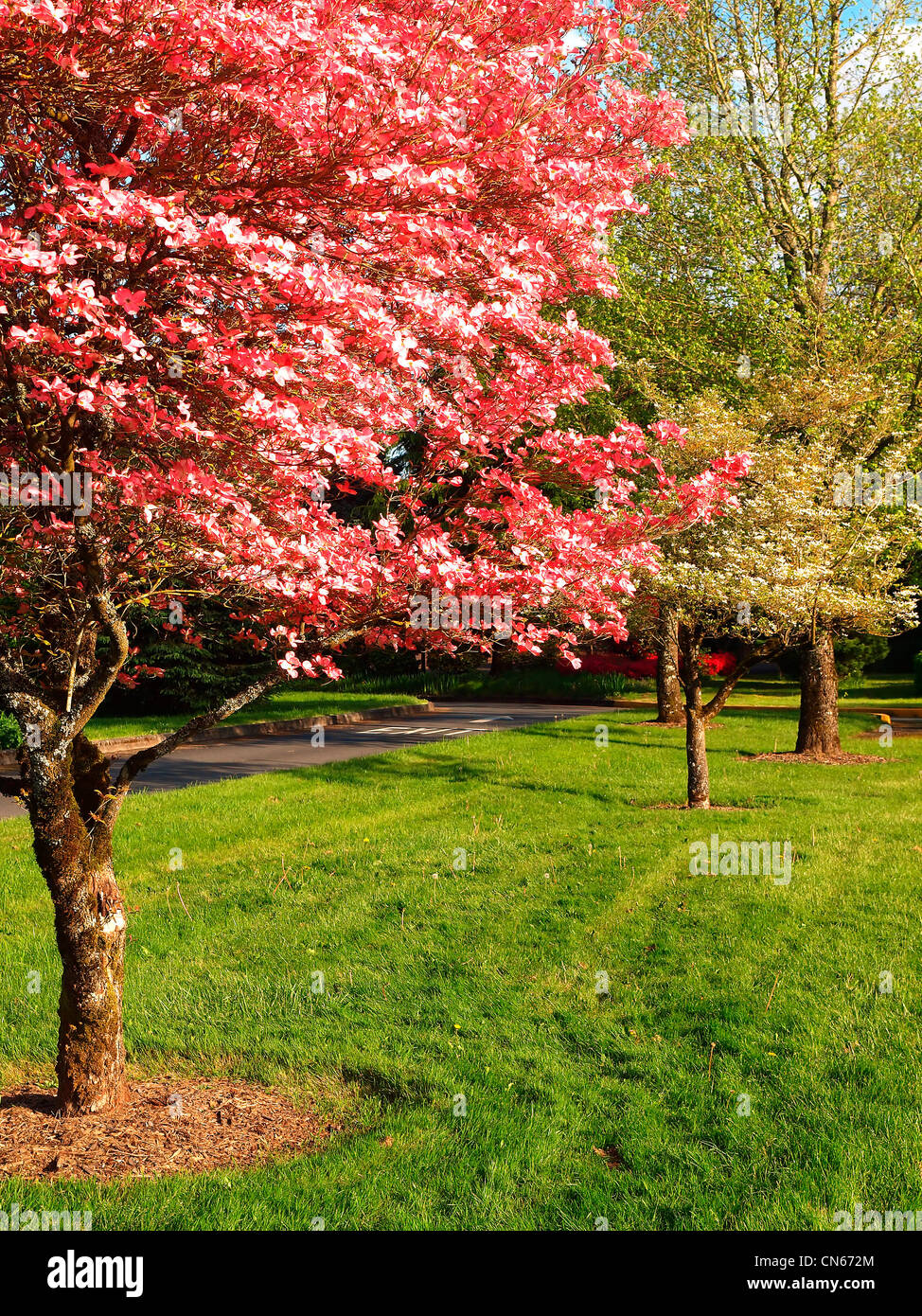 Springtime, & parks Pacific NW Oregon Stock Photo - Alamy