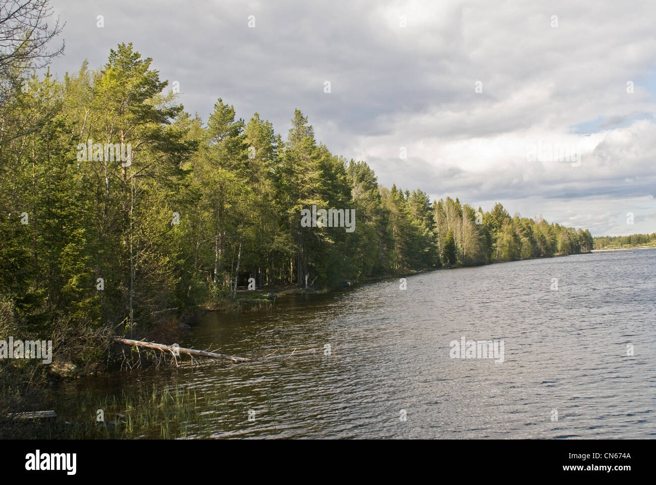 Spring sunny forest by the lake in Umea, Sweden.Pomladno jezero v kraju ...