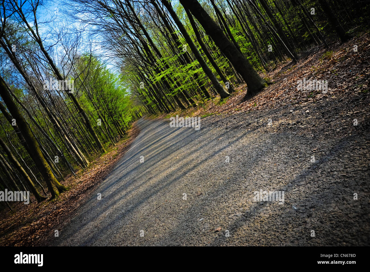 Diagonal image of a path through the trees Stock Photo - Alamy