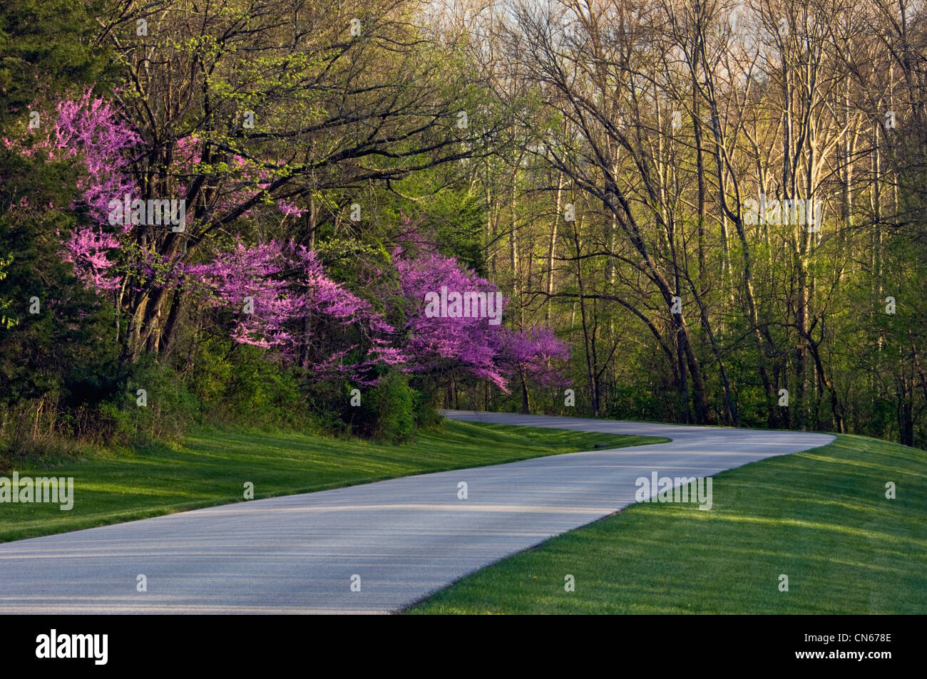 Blooming Redbud Trees and New Spring Foliage along Road to Versailles ...