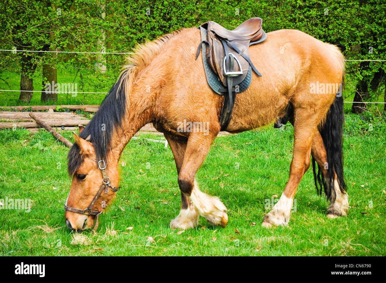 Horse with saddle in field Stock Photo - Alamy