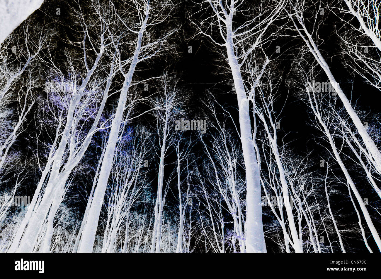 Negative image of trees and sky Stock Photo - Alamy