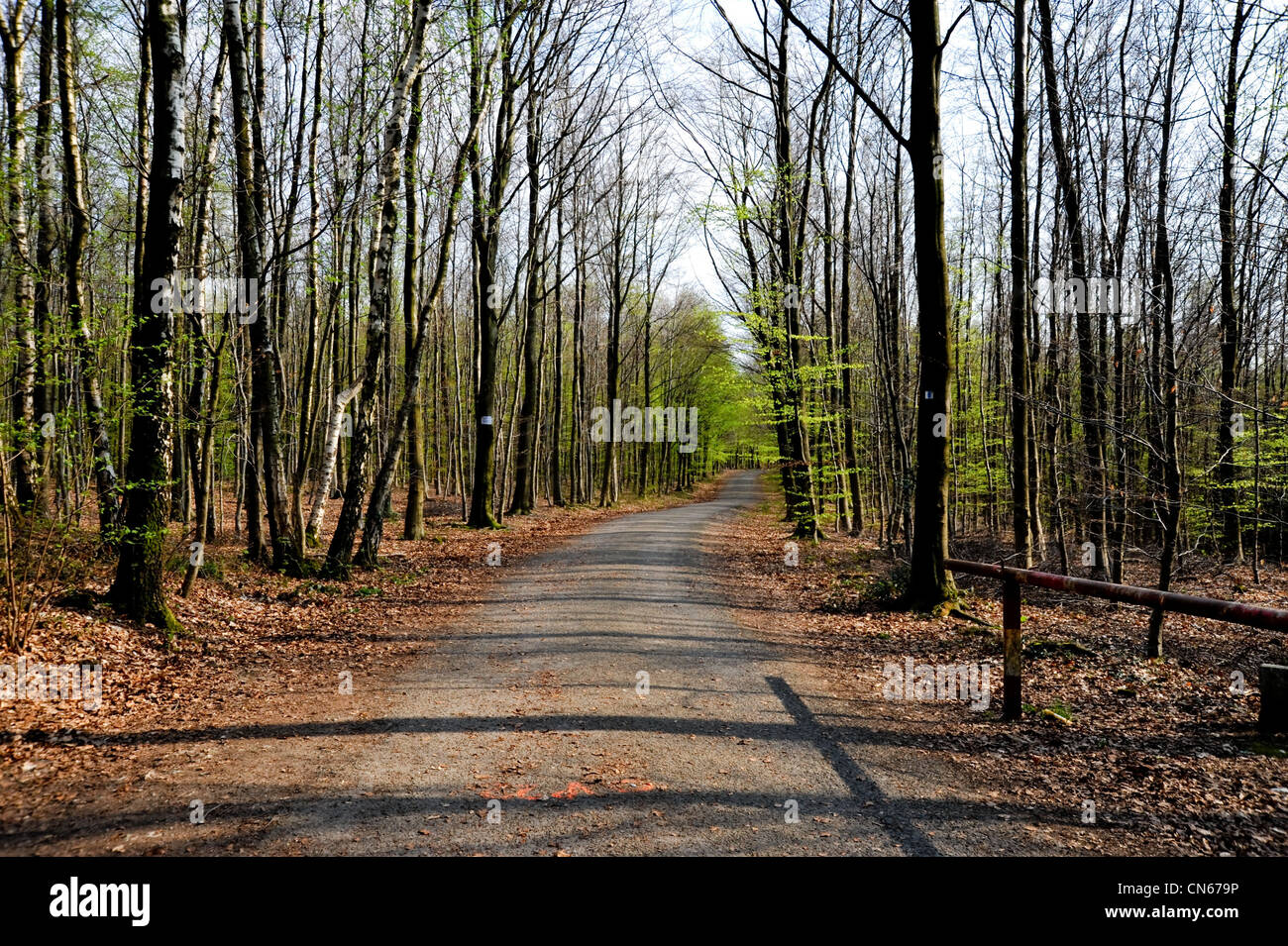 Path through the trees Stock Photo - Alamy