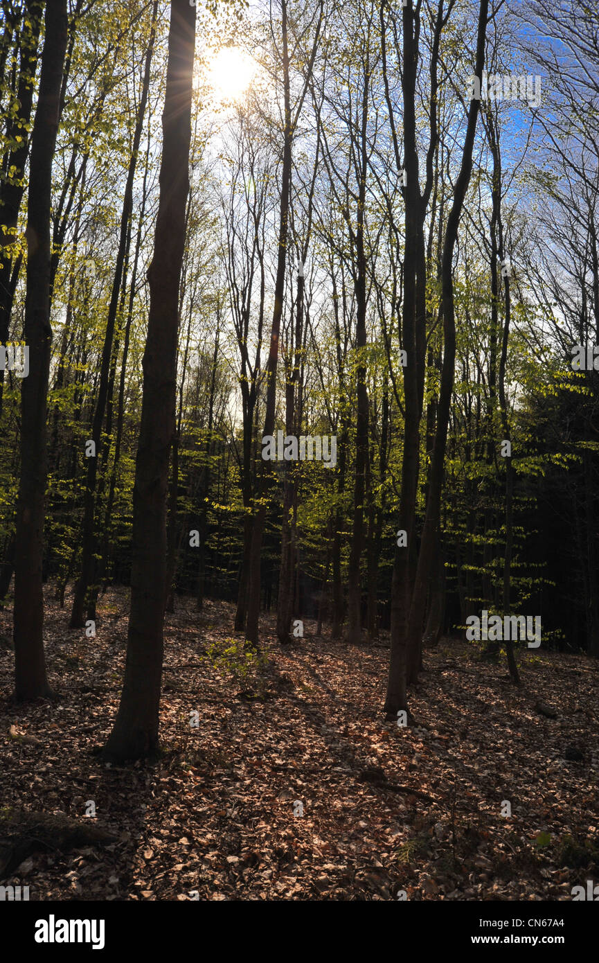 Sun shining through forest trees Stock Photo - Alamy