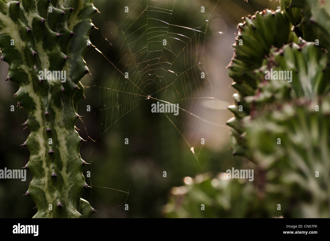 Spider web in green nature or in the forest Stock Photo - Alamy