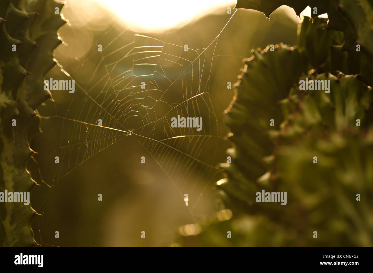 Spider web in green nature or in the forest Stock Photo - Alamy