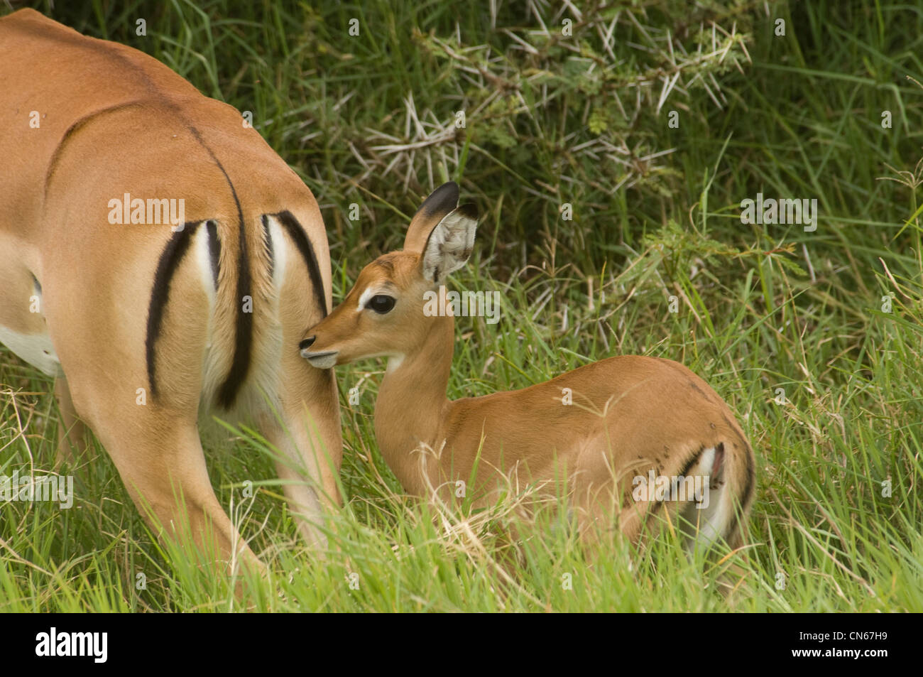 Impala baby standing by rear of mother Stock Photo - Alamy