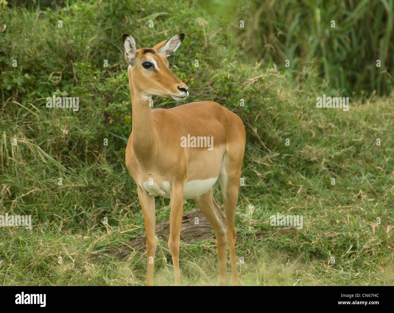 Impala female stand by forest edge Stock Photo - Alamy