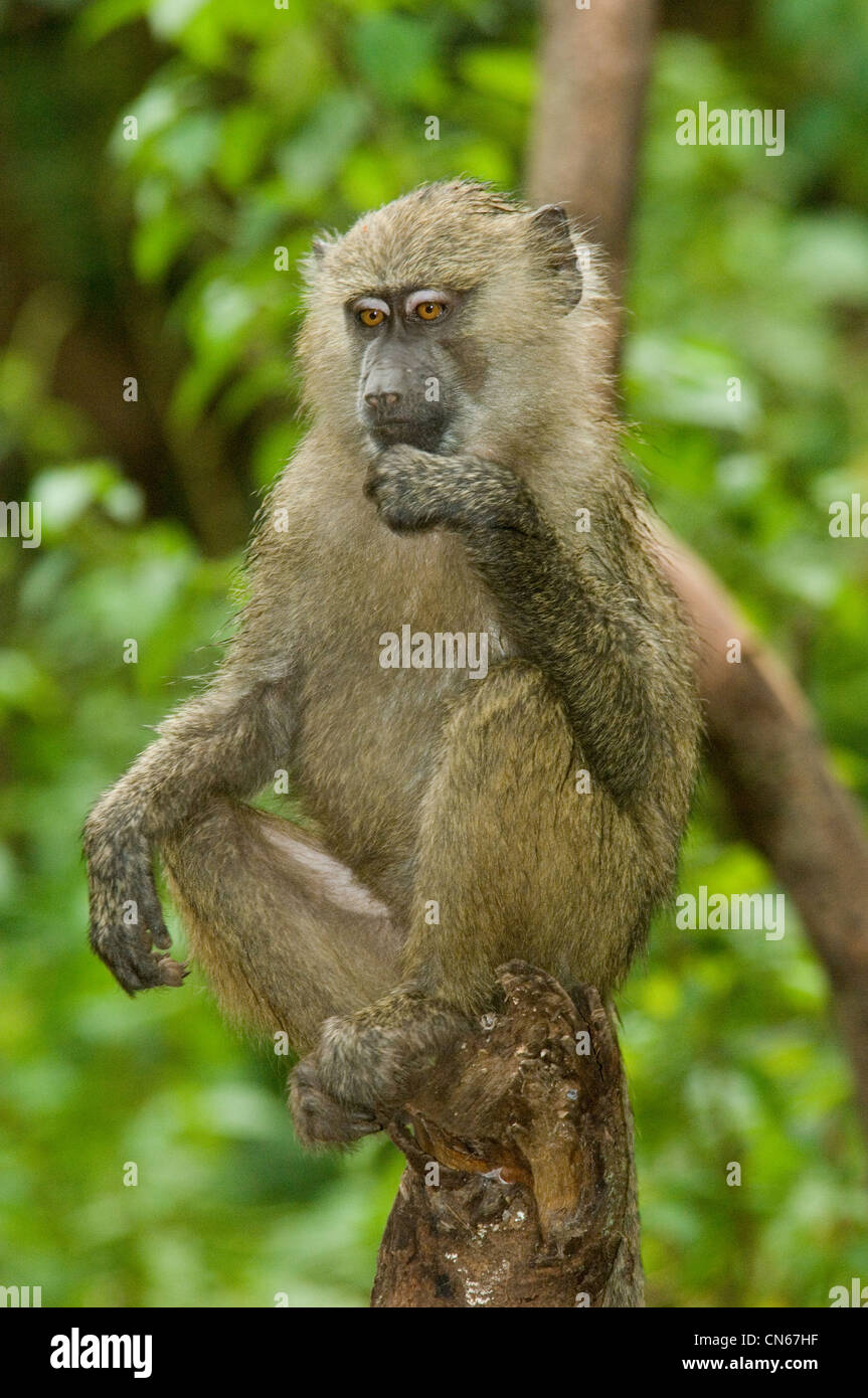 Olive Baboon in tree Stock Photo - Alamy