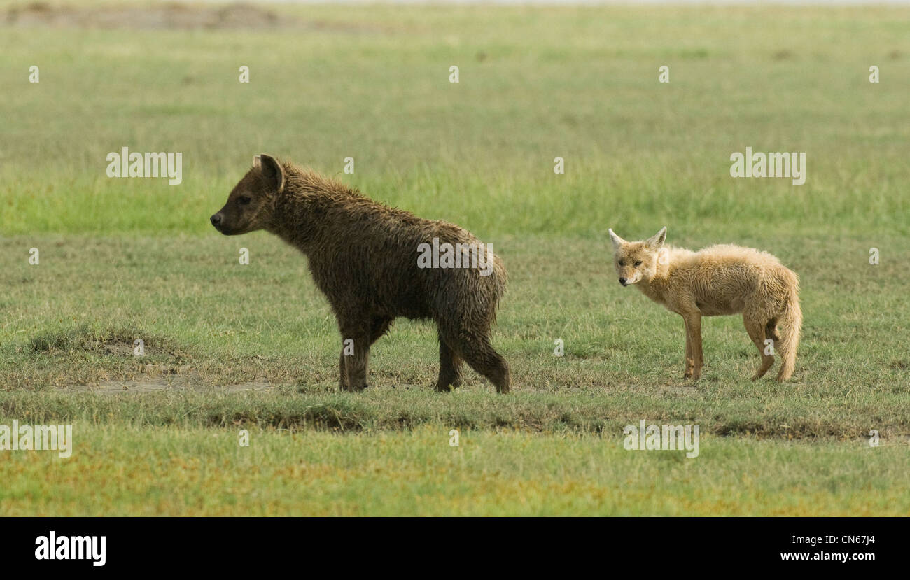 Golden jackal boldly keeping hyena from going to its den Stock Photo ...