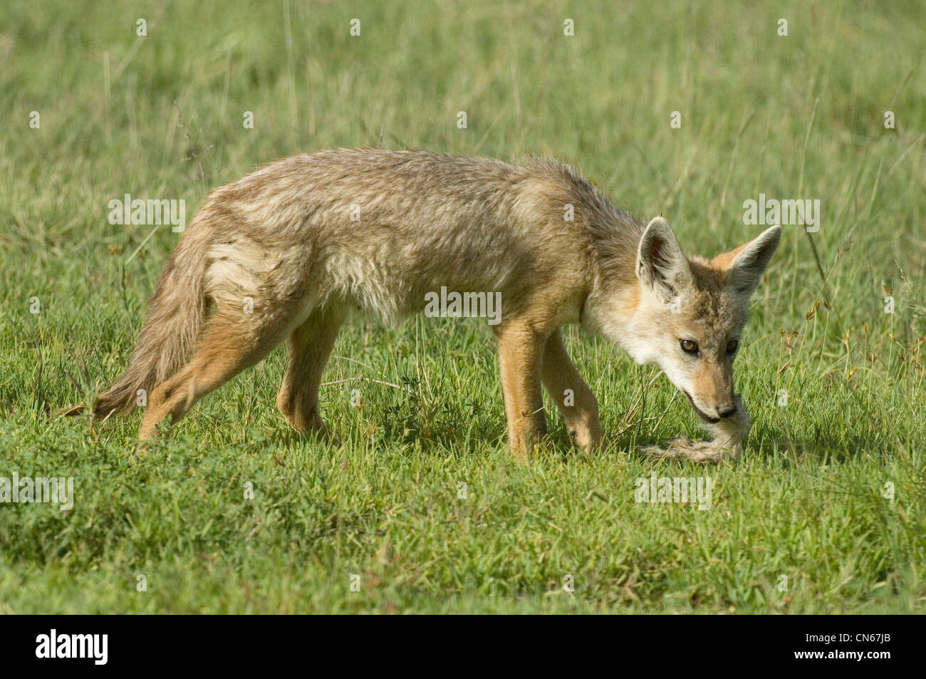 Young golden jackal with food in mouth Stock Photo - Alamy