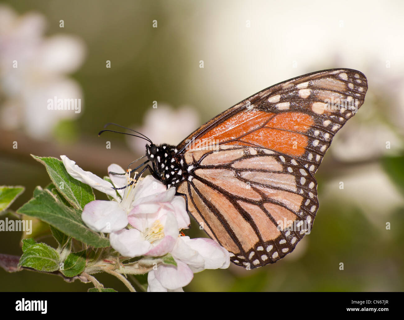 Monarch butterfly pollinating an apple blossom in early spring Stock ...