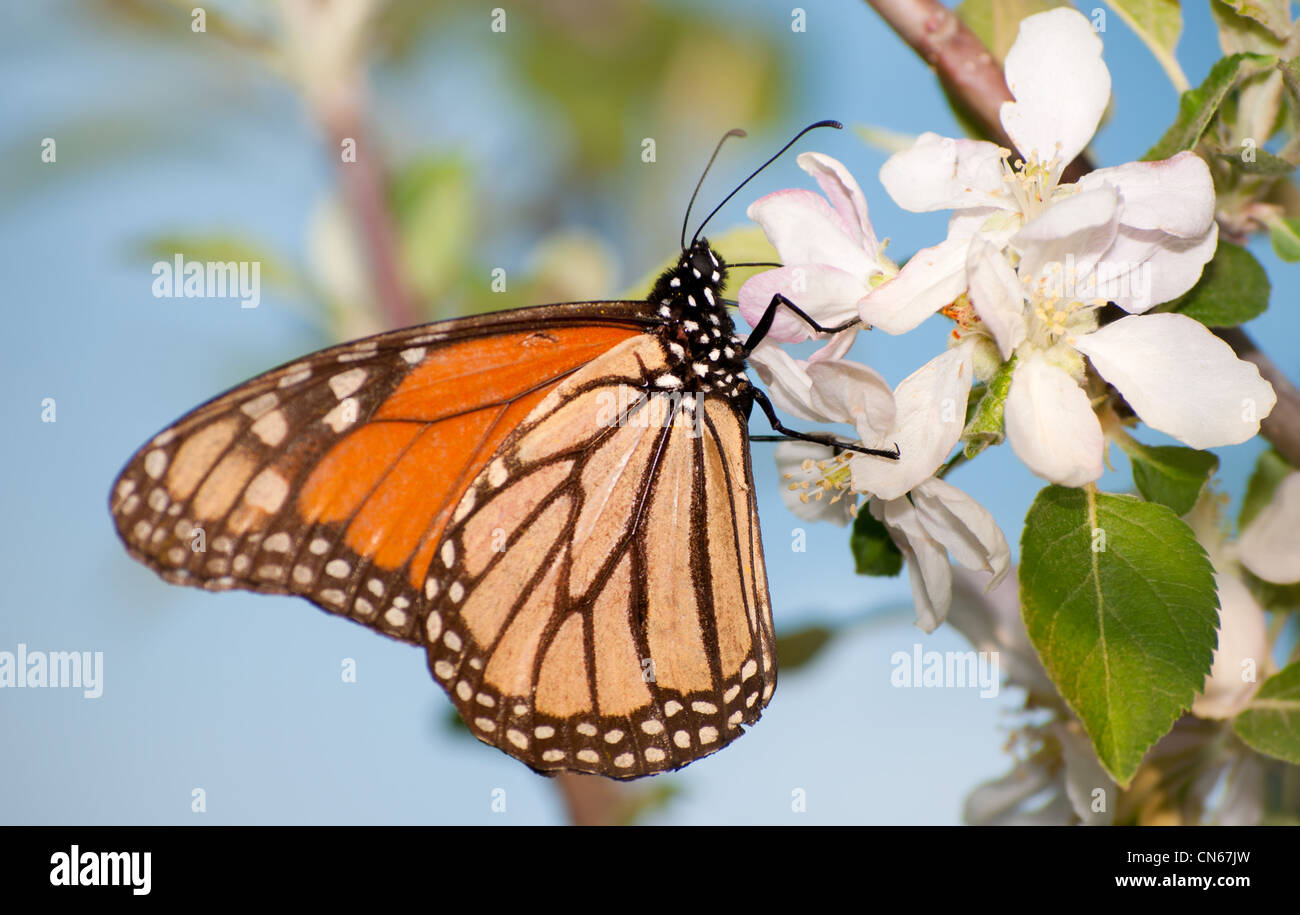 Monarch butterfly feeding on an apple blossom, pollinating the bloom in ...