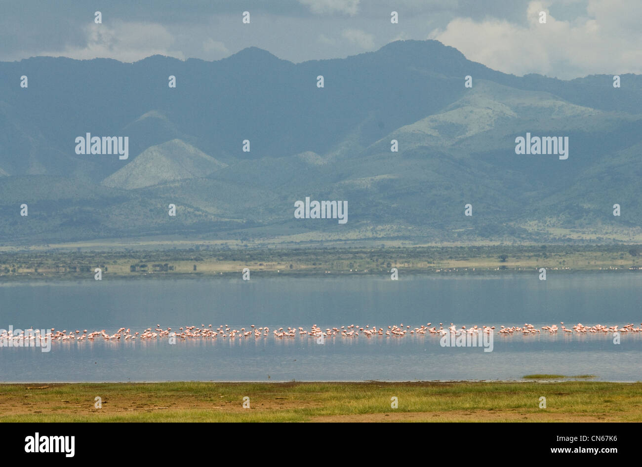 Flamingos lake manyara tanzania hi-res stock photography and images - Alamy