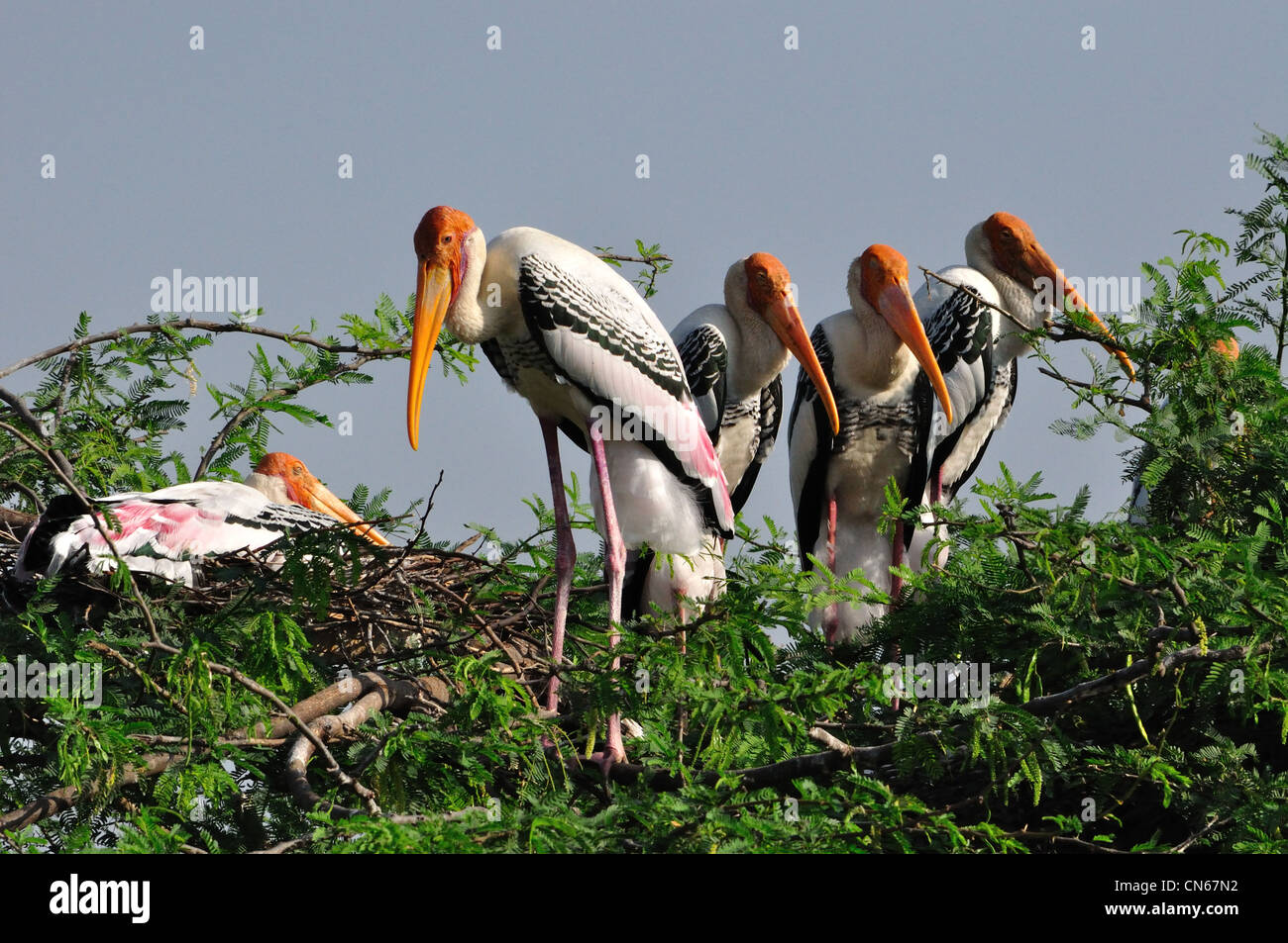 Painted Stork ( Mycteria leucocephala Stock Photo - Alamy