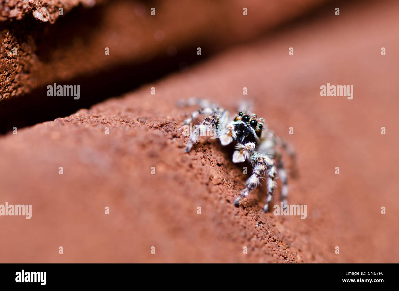 jumping spider in green nature or in the garden Stock Photo - Alamy
