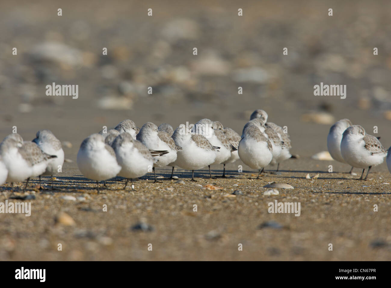Sanderlings (Calidris alba) gathering on the beach, covering their ...
