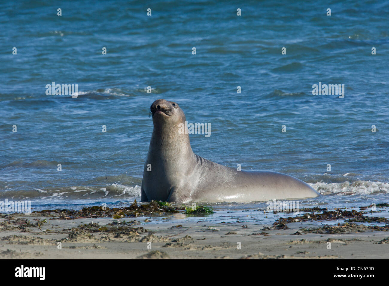Northern Elephant Seal (Mirounga angustirostris) female emerging from ...