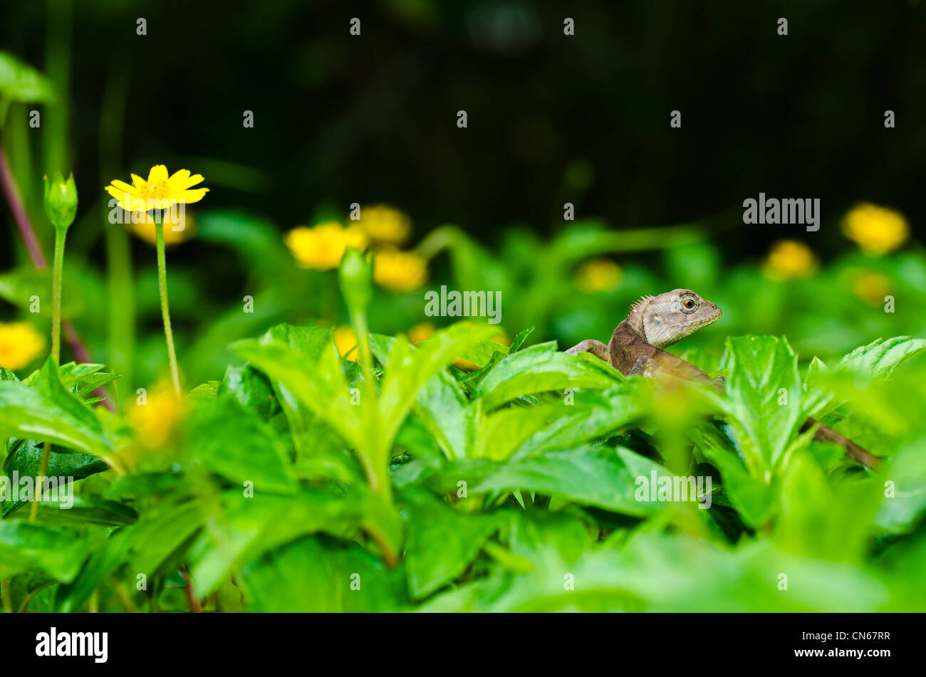 Lizard In Tree High Resolution Stock Photography and Images - Alamy