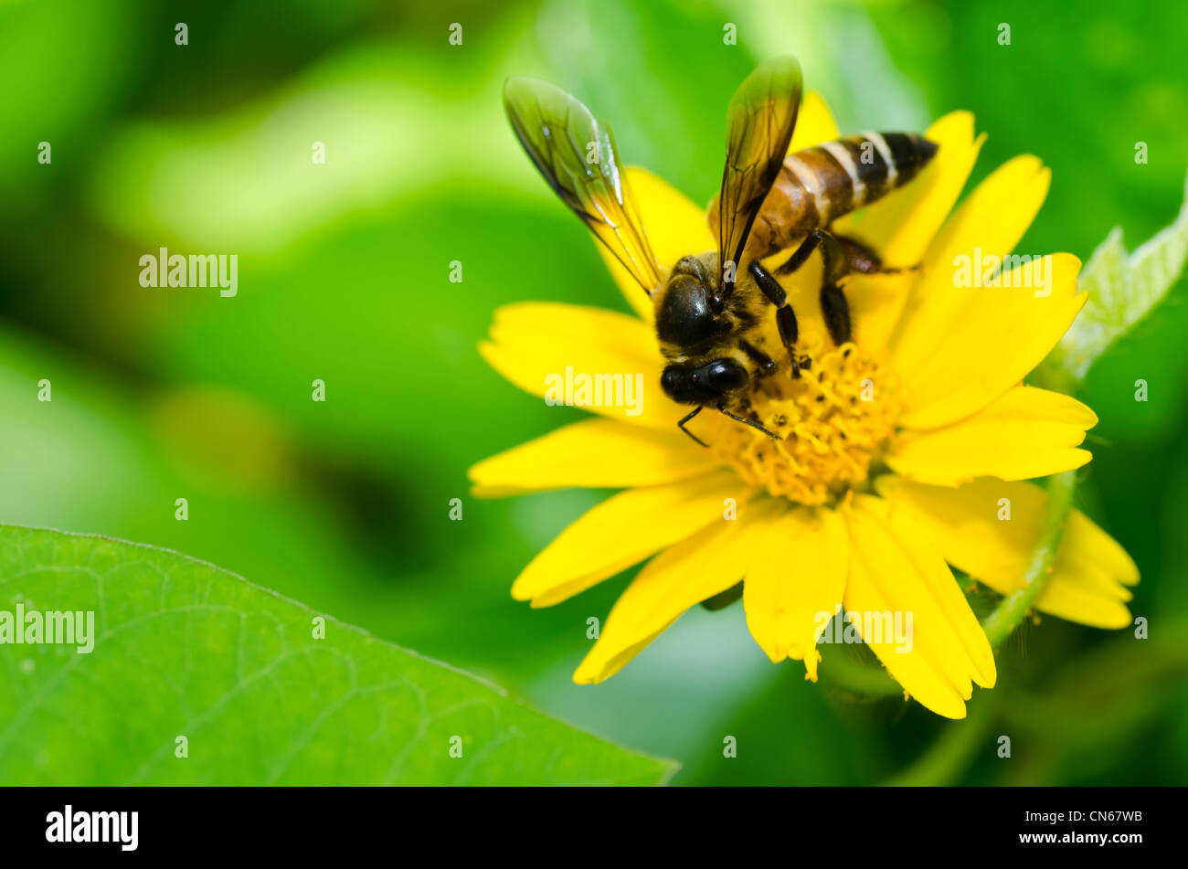 bee in green nature or in the garden Stock Photo - Alamy