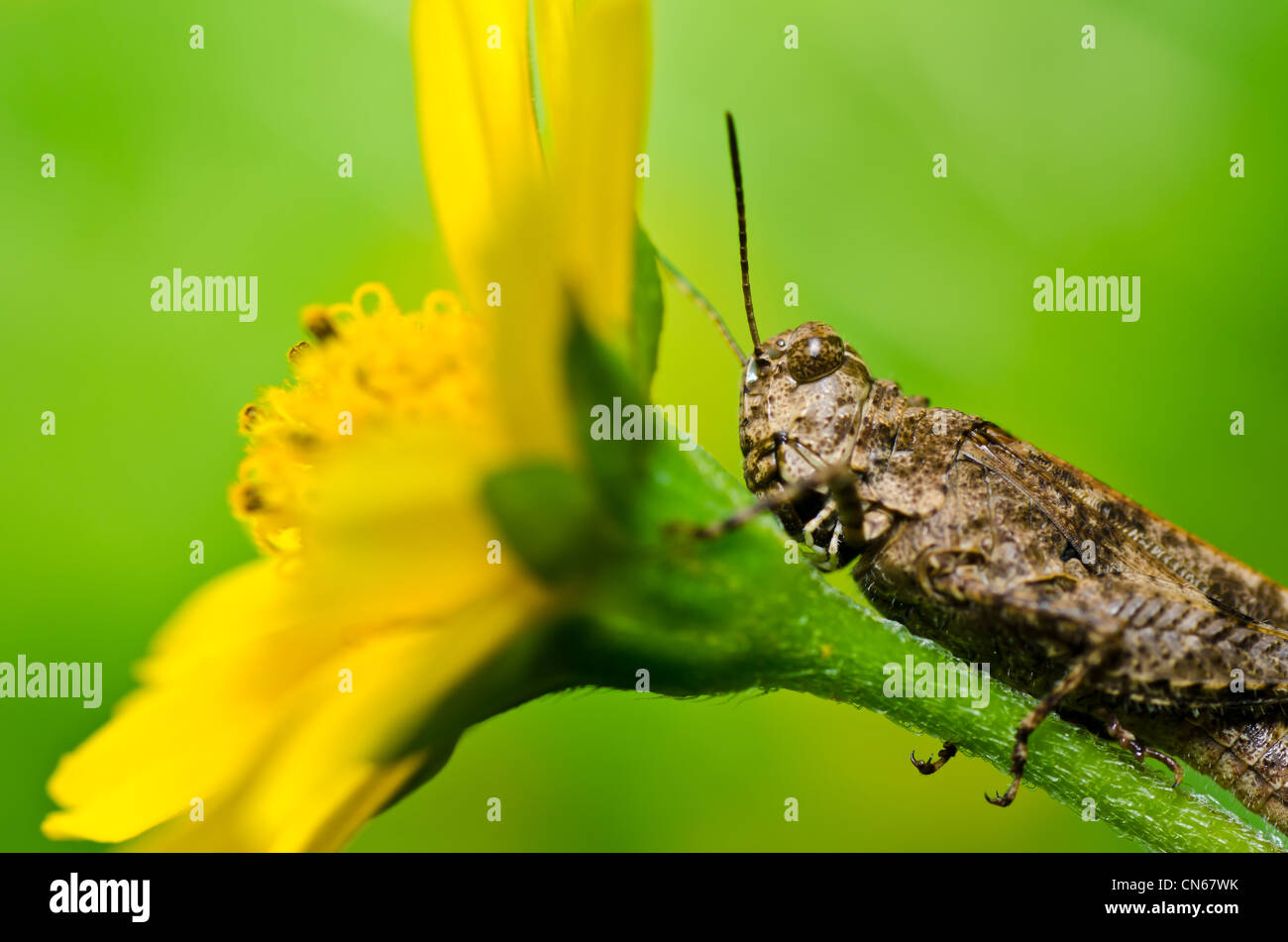 grasshopper in green nature or in the garden Stock Photo - Alamy