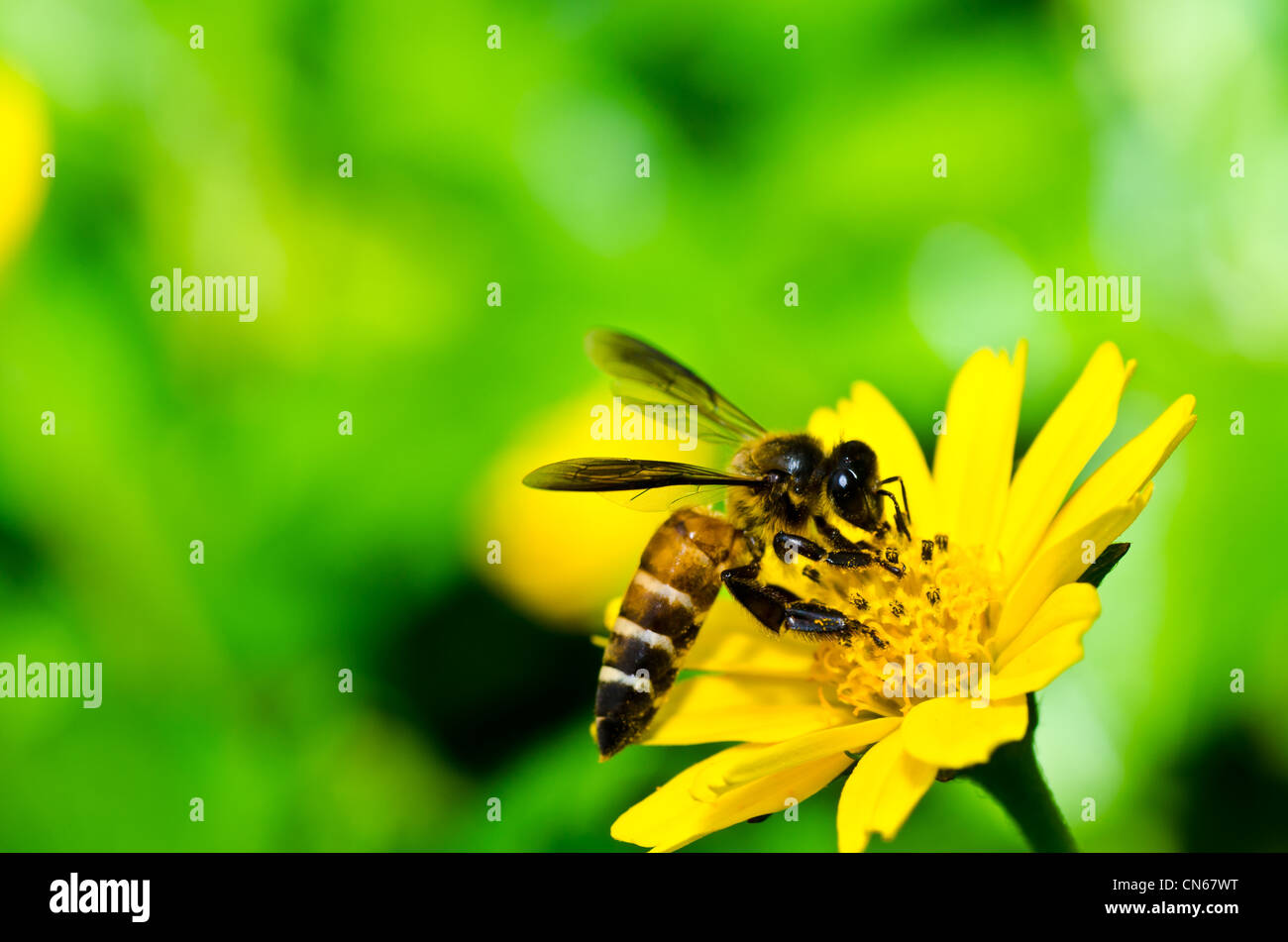 bee in green nature or in the garden Stock Photo - Alamy