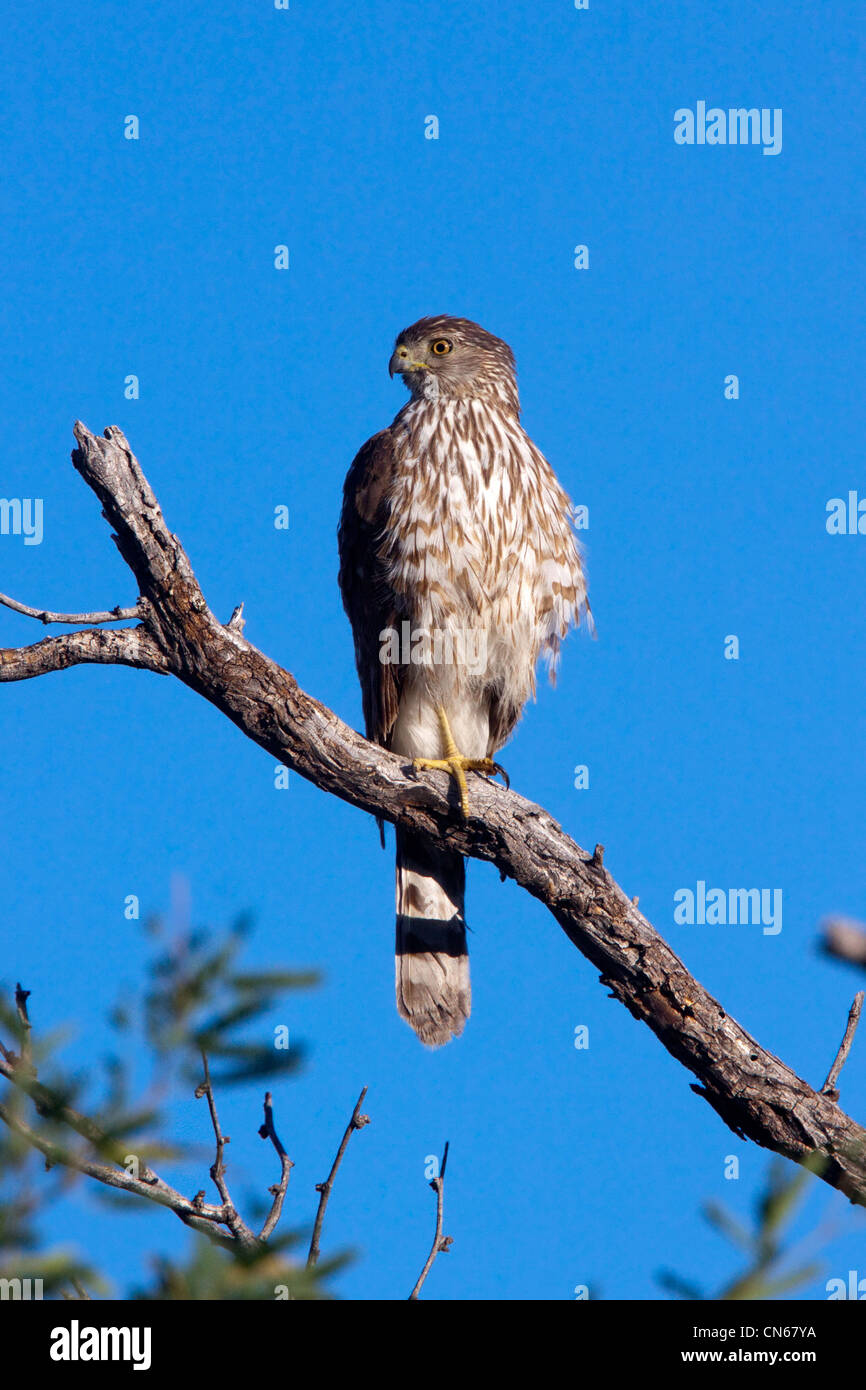Cooper's Hawk Accipiter cooperii Tucson, Arizona, United States 31 May ...