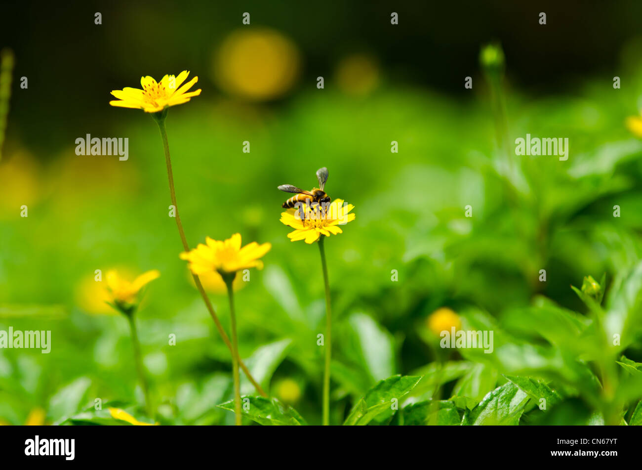 bee in green nature or in the garden Stock Photo - Alamy