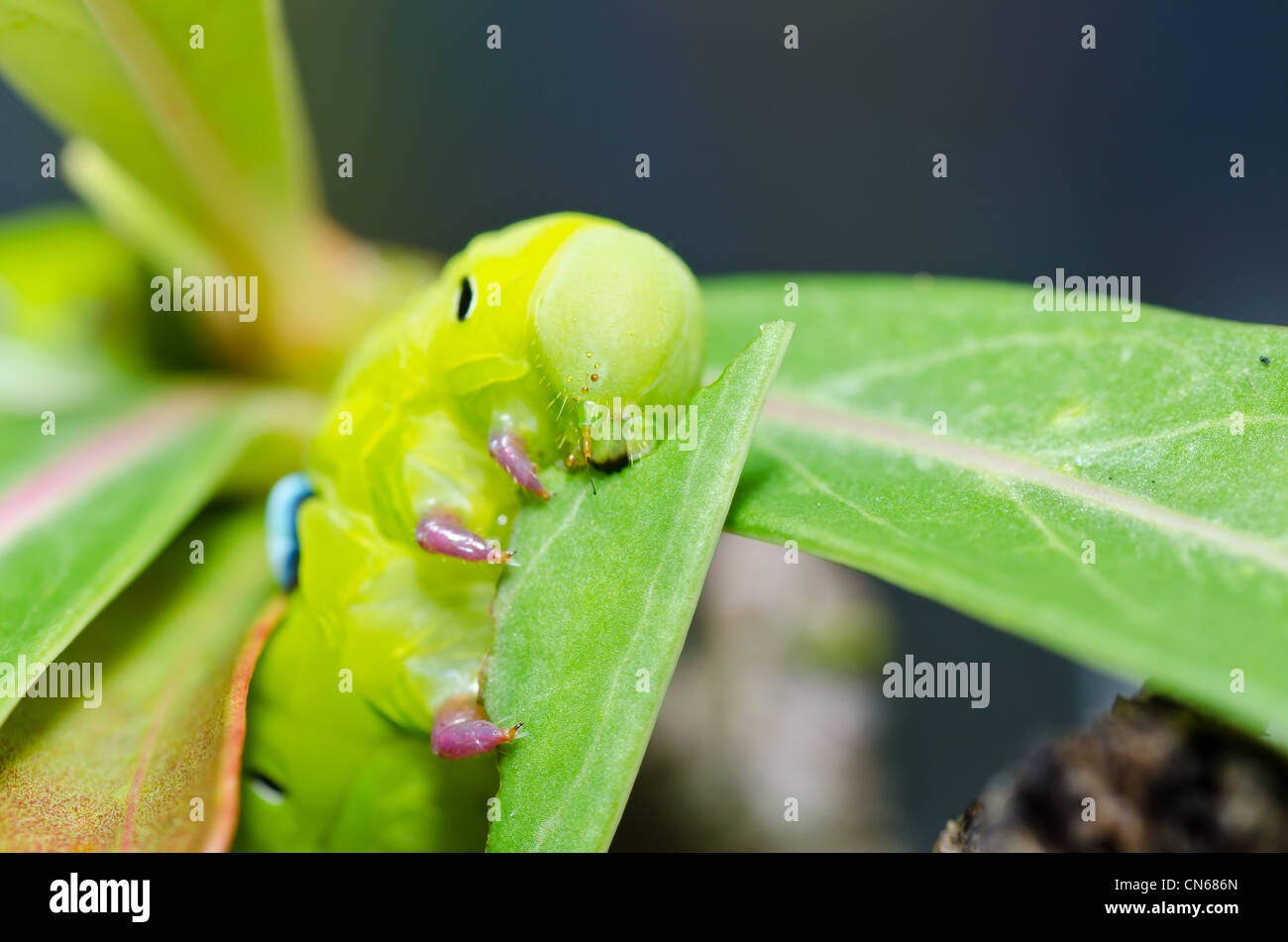 worm in green nature or in the garden Stock Photo - Alamy