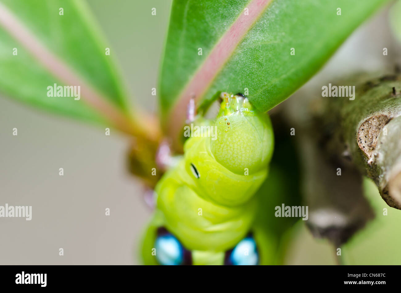 worm in green nature or in the garden Stock Photo - Alamy