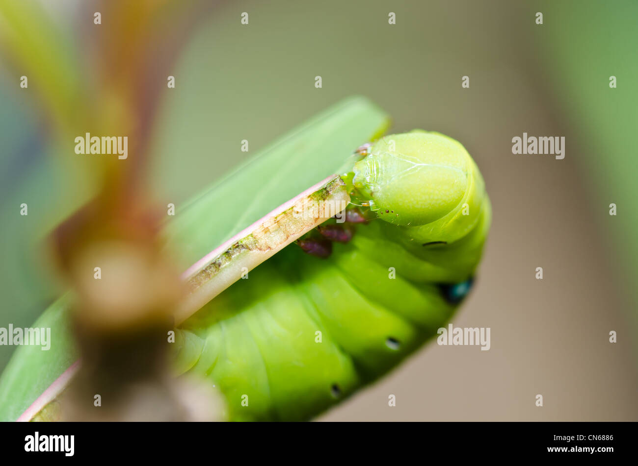 worm in green nature or in the garden Stock Photo - Alamy
