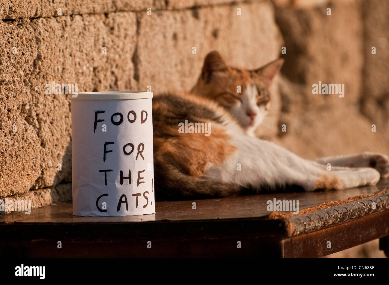 Homeless cat in need of food Stock Photo - Alamy