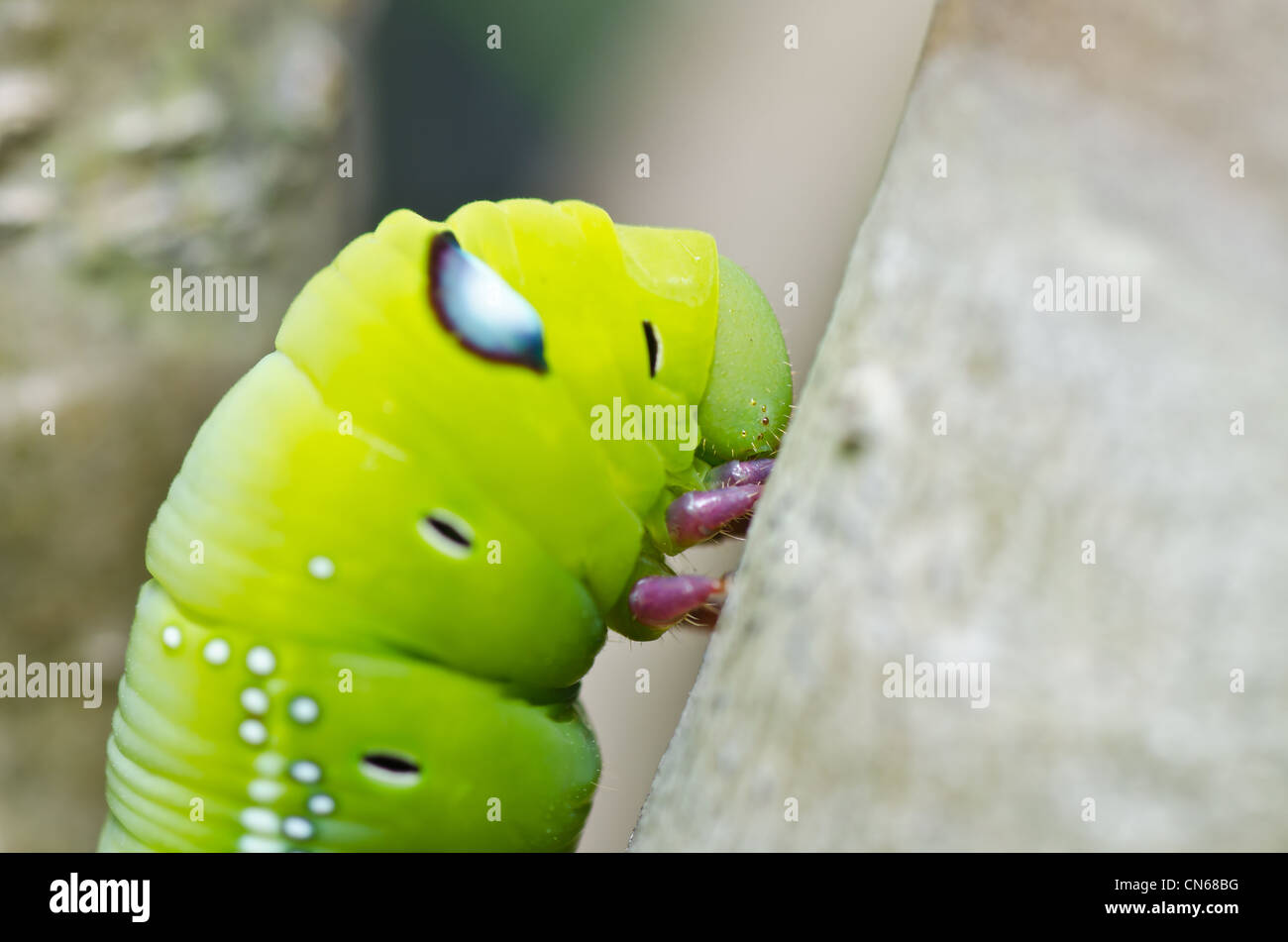 worm in green nature or in the garden Stock Photo - Alamy