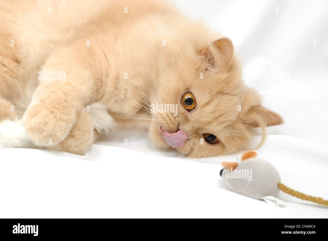 Playing persian want to eat mouse Stock Photo - Alamy