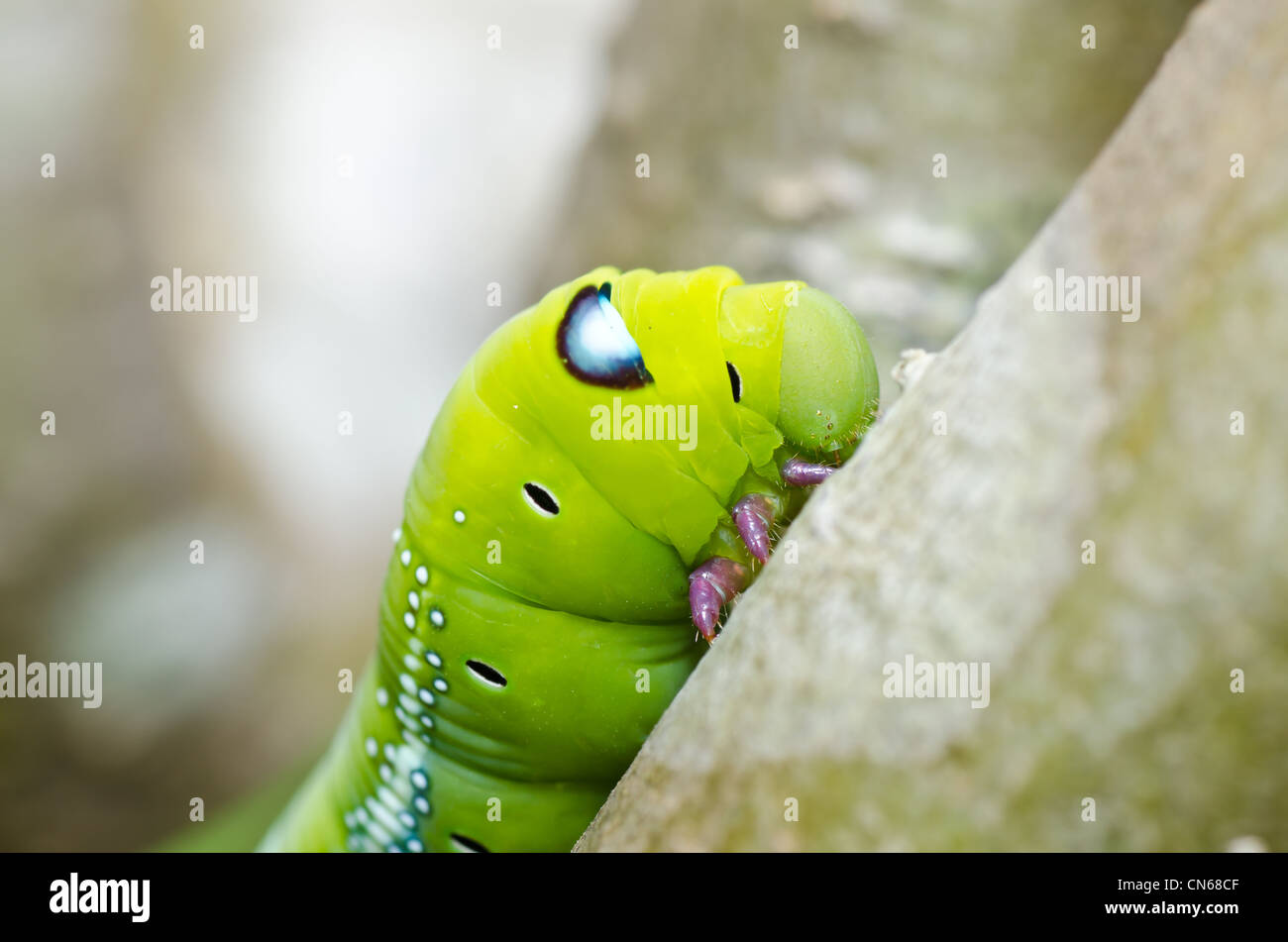 worm in green nature or in the garden Stock Photo - Alamy