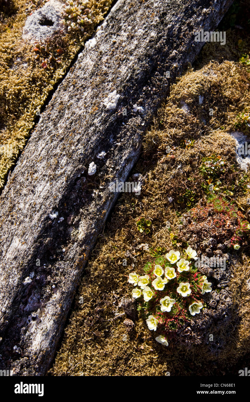 Norway, Svalbard, Edgeoya Island, Decaying whale bones and small ...