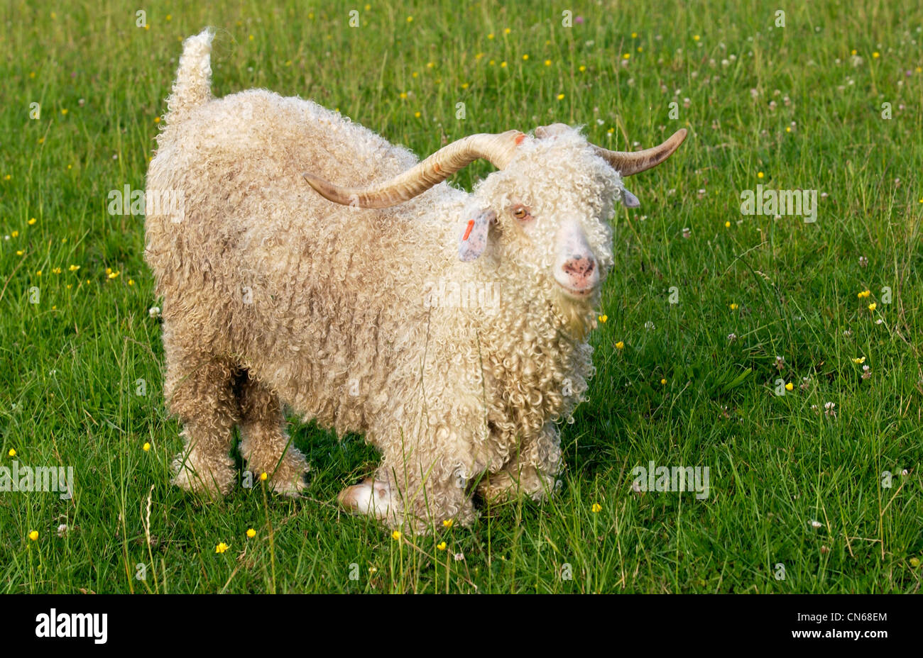 Angora goat country hi-res stock photography and images - Alamy