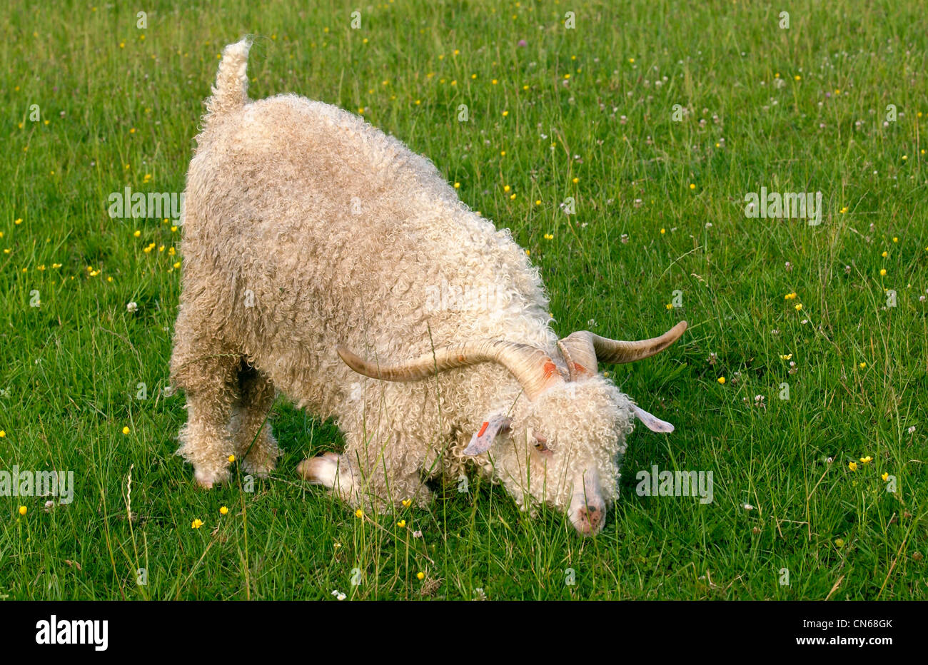 Angora goat country hi-res stock photography and images - Alamy