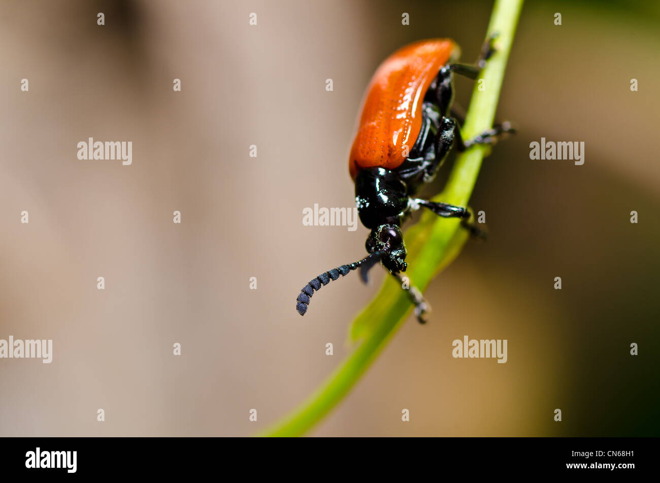 red bug in green nature or in the garden Stock Photo - Alamy