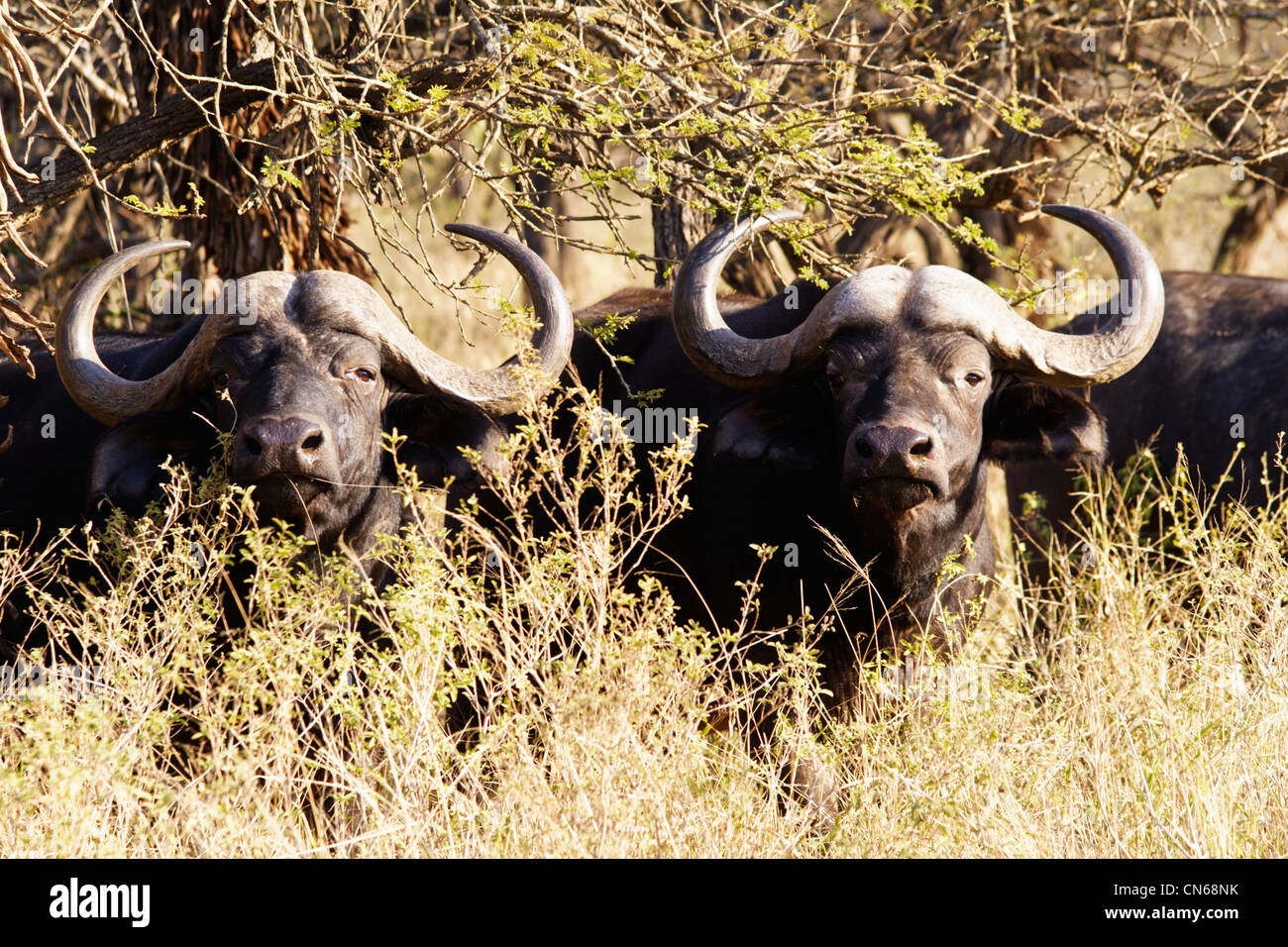 Buffalo syncerus caffer bull. These bulls are often referred to as ...