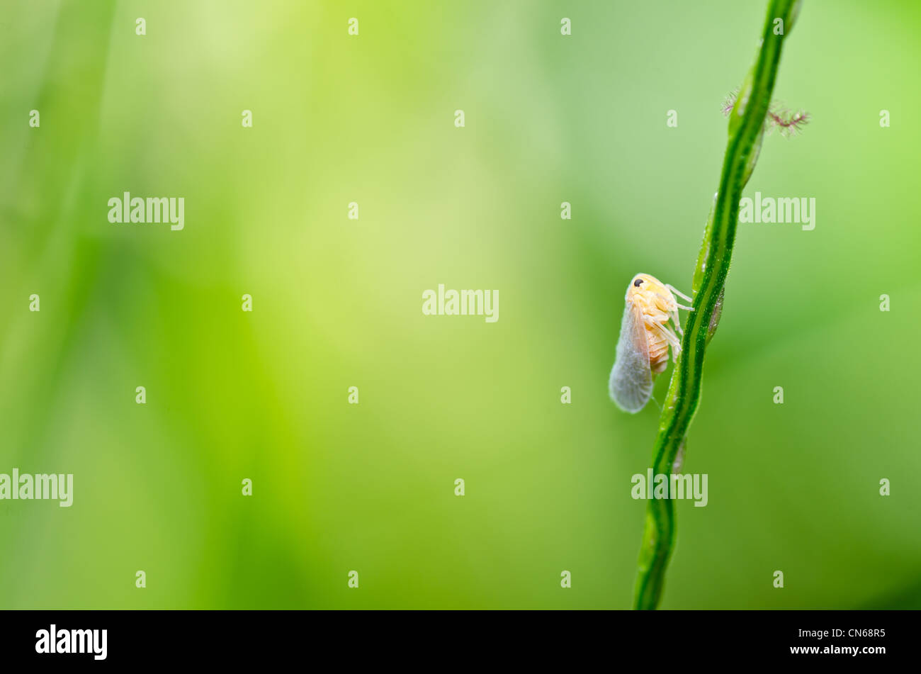 Aphid insect in green nature or in the garden Stock Photo - Alamy