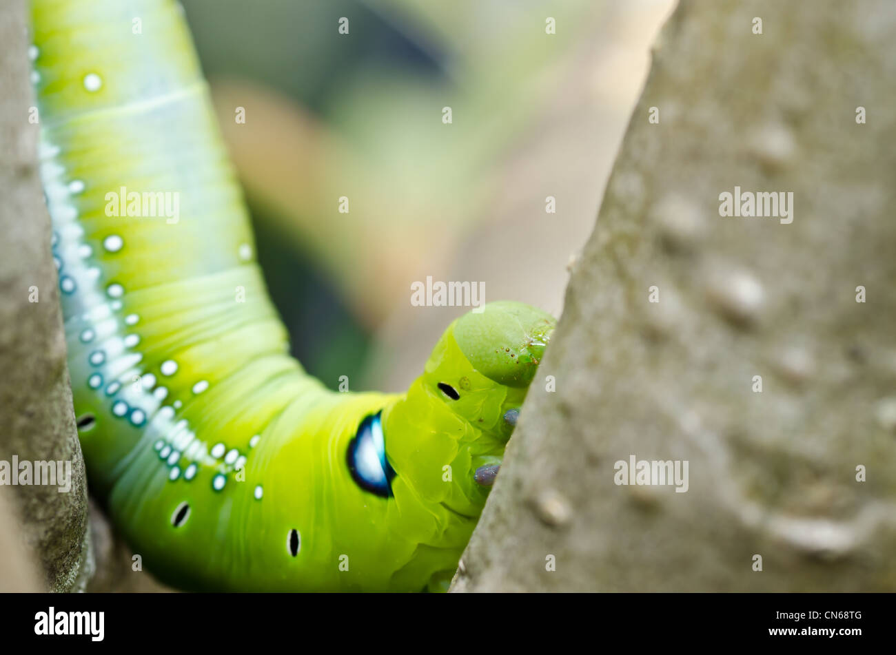 worm in green nature or in the garden Stock Photo - Alamy